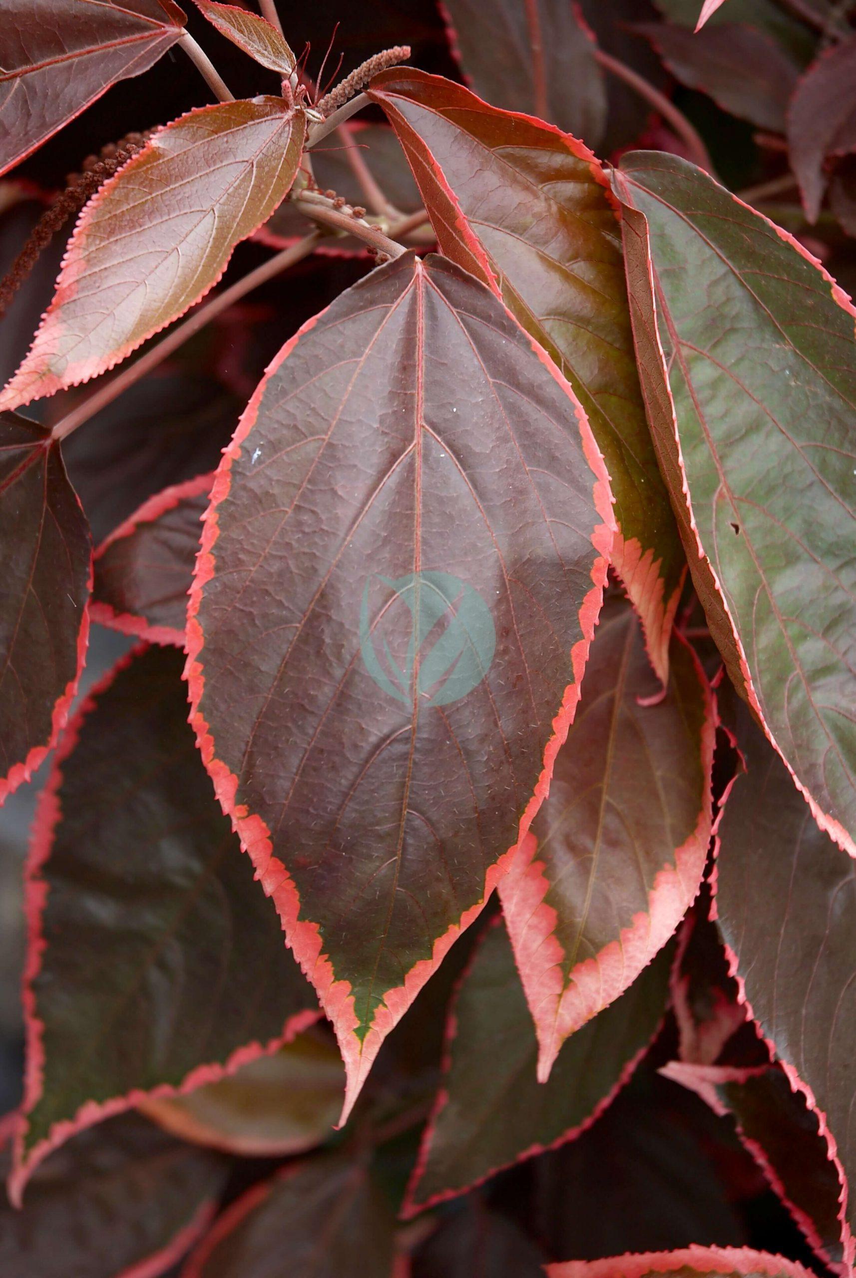 Acalypha wilkesiana - Clorofila
