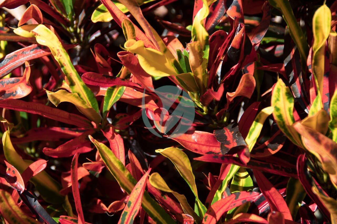 Croton (Codiaeum) - Clorofila