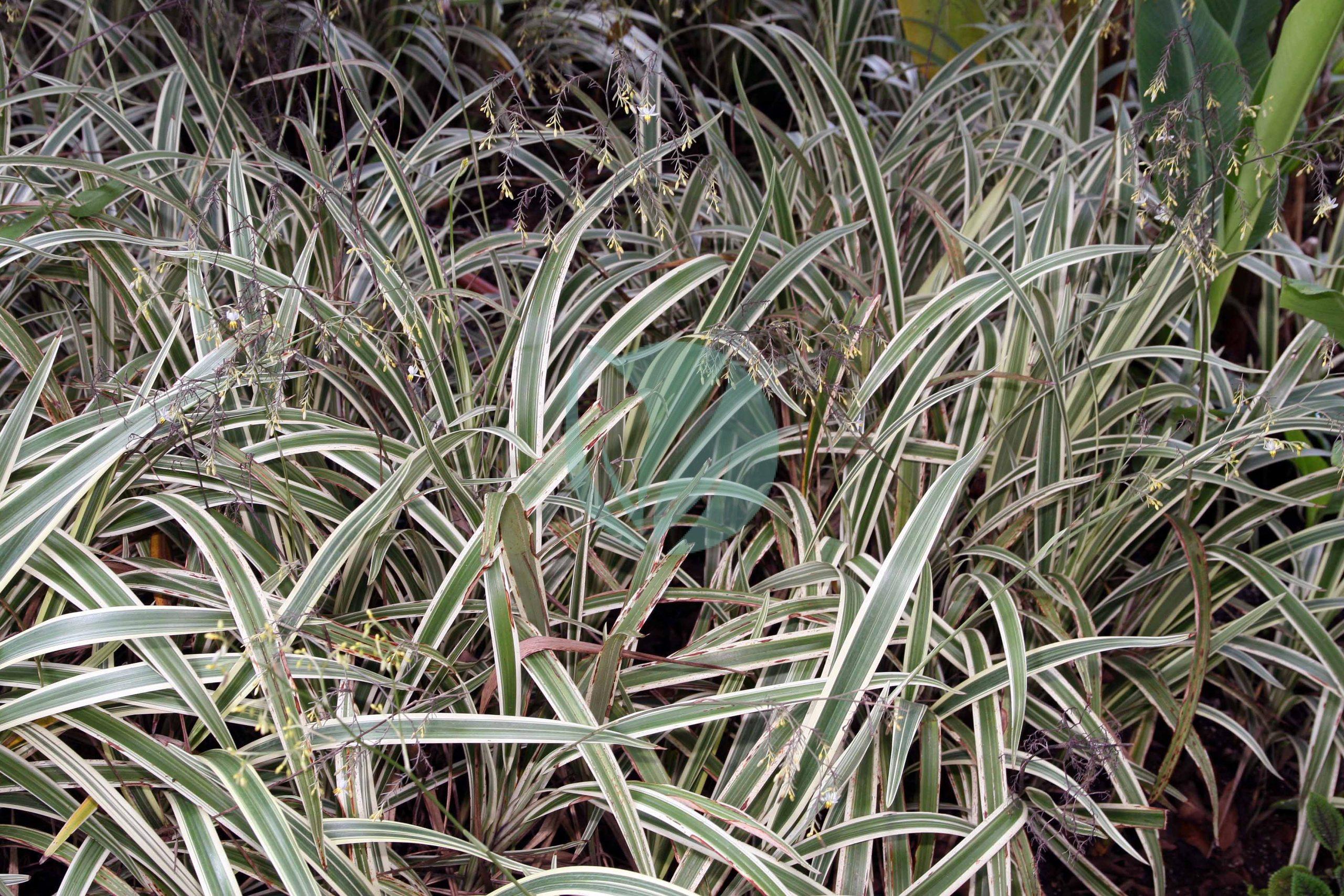 Dianella variegata - Clorofila