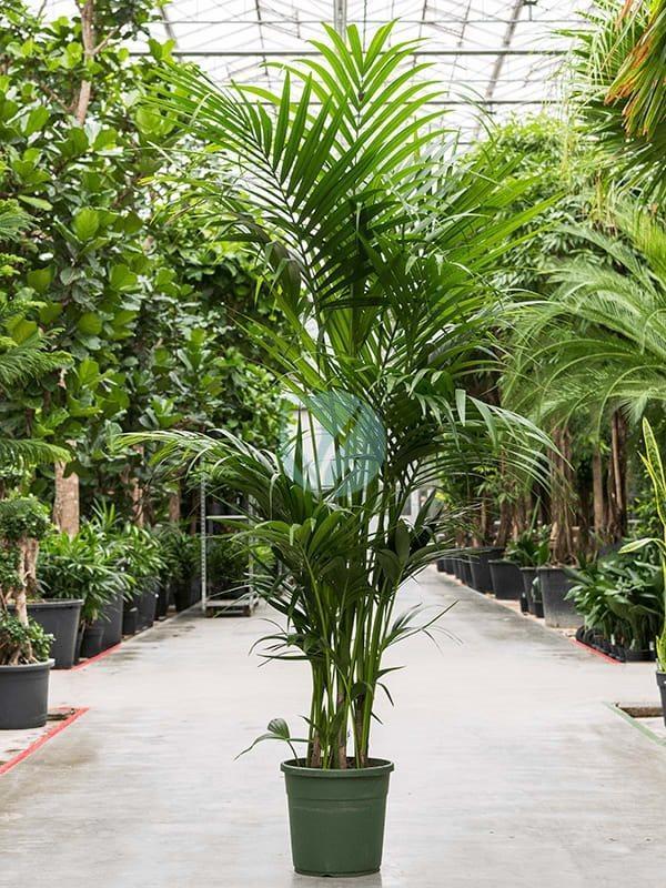 Howea forsteriana (kentia) - Clorofila