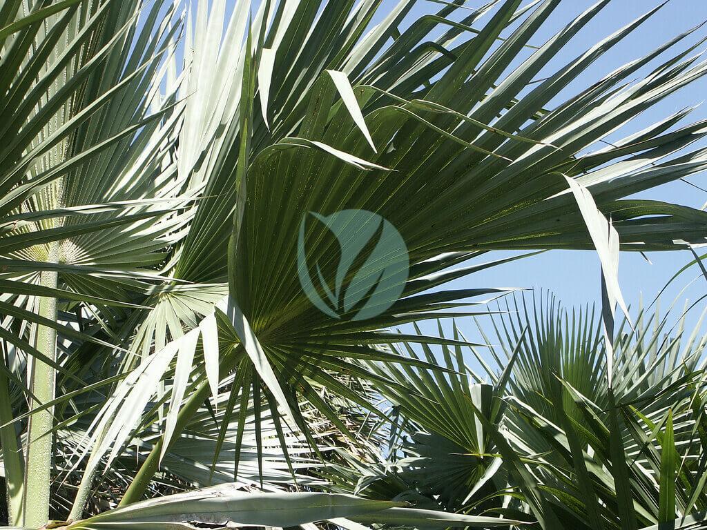 Latania lontaroides (Latanier rouge) - Clorofila