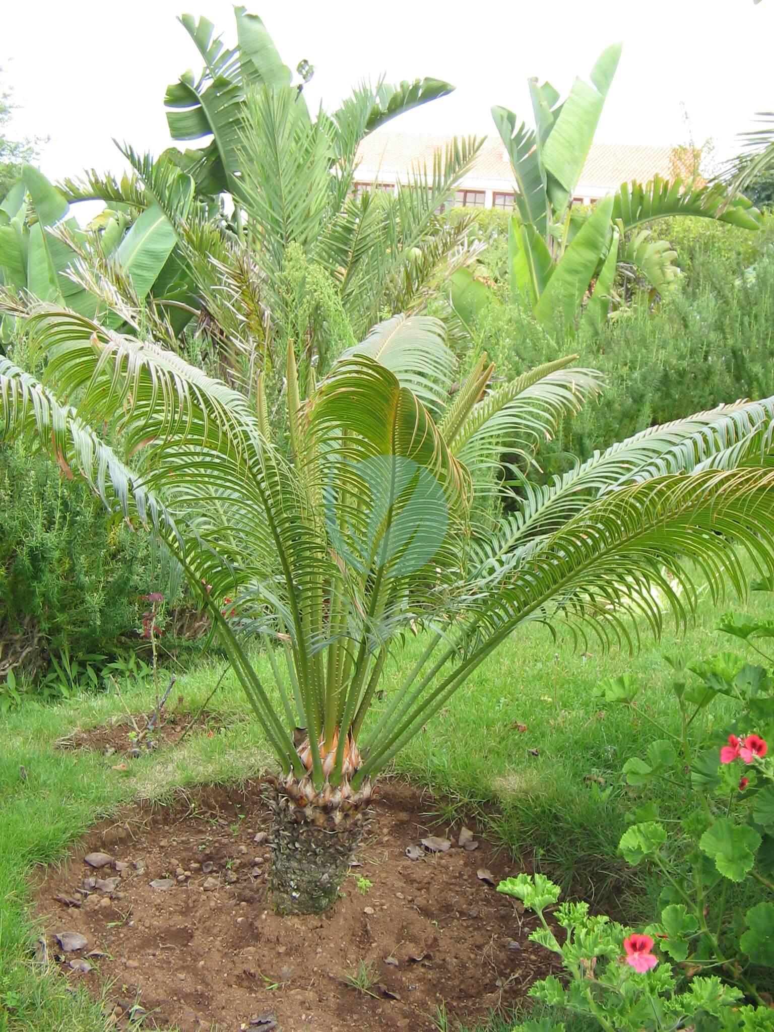 Phoenix canariensis - Clorofila