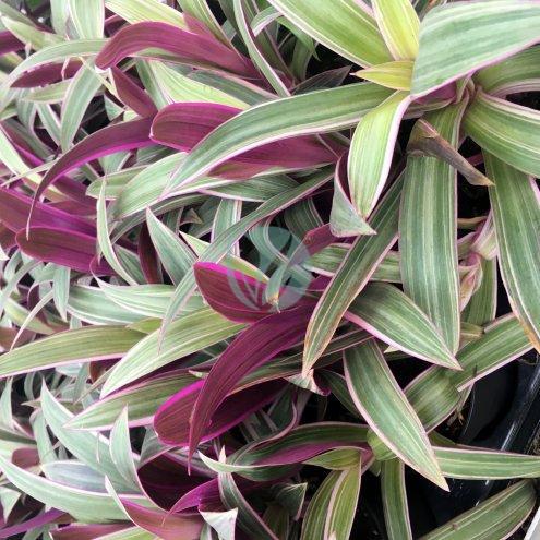 Rhoéo (Rhoeo spathacea, Rhoeo bicolor) - Clorofila