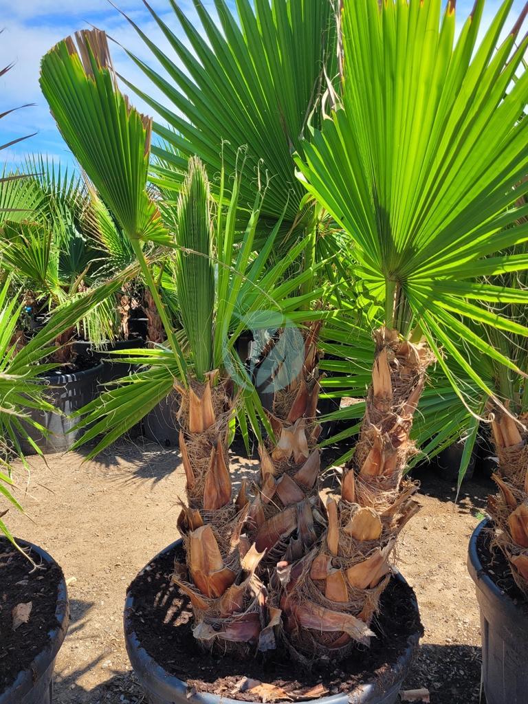 Washingtonia robusta - Clorofila