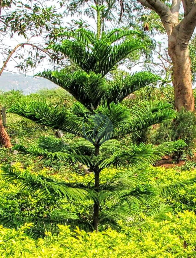 Araucaria excelsa (pin de norfolk) - Clorofila