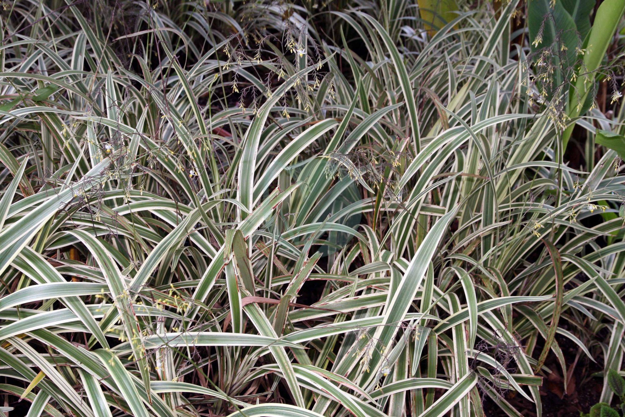 Dianella variegata - Clorofila