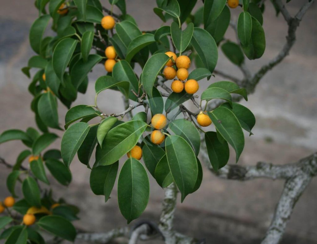 Ficus benjamina - Clorofila