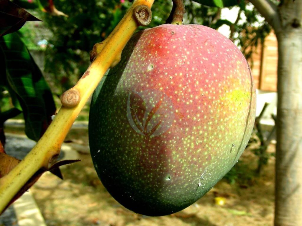 Manguier (mangifera indica) - Clorofila