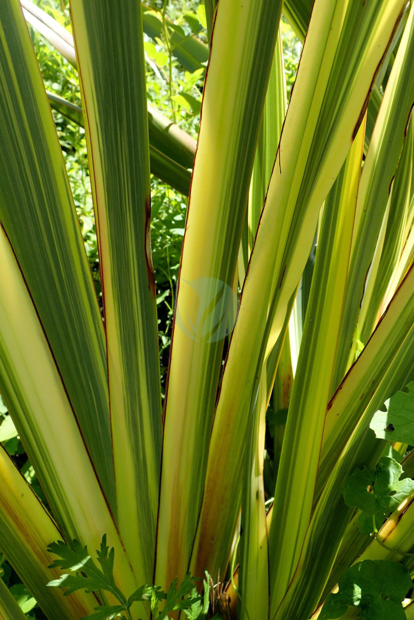 Phormium tenax - Clorofila