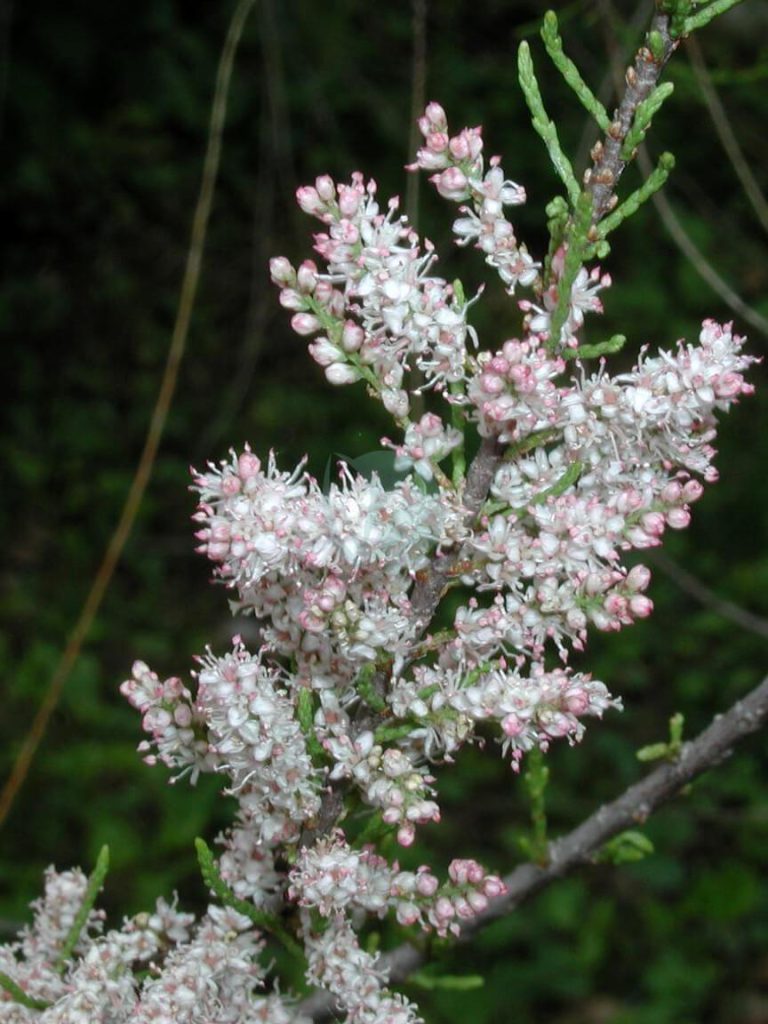 Tamarix parviflora - Clorofila