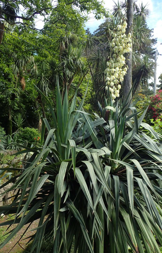 Yucca gloriosa (touffe) - Clorofila