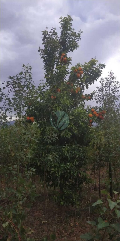 Bigaradier (citrus aurantium) - Clorofila