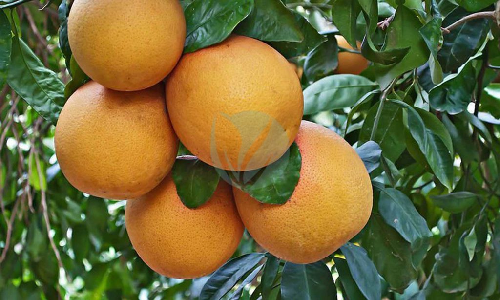 Pamplemoussier rose ( citrus paradisi) - Clorofila