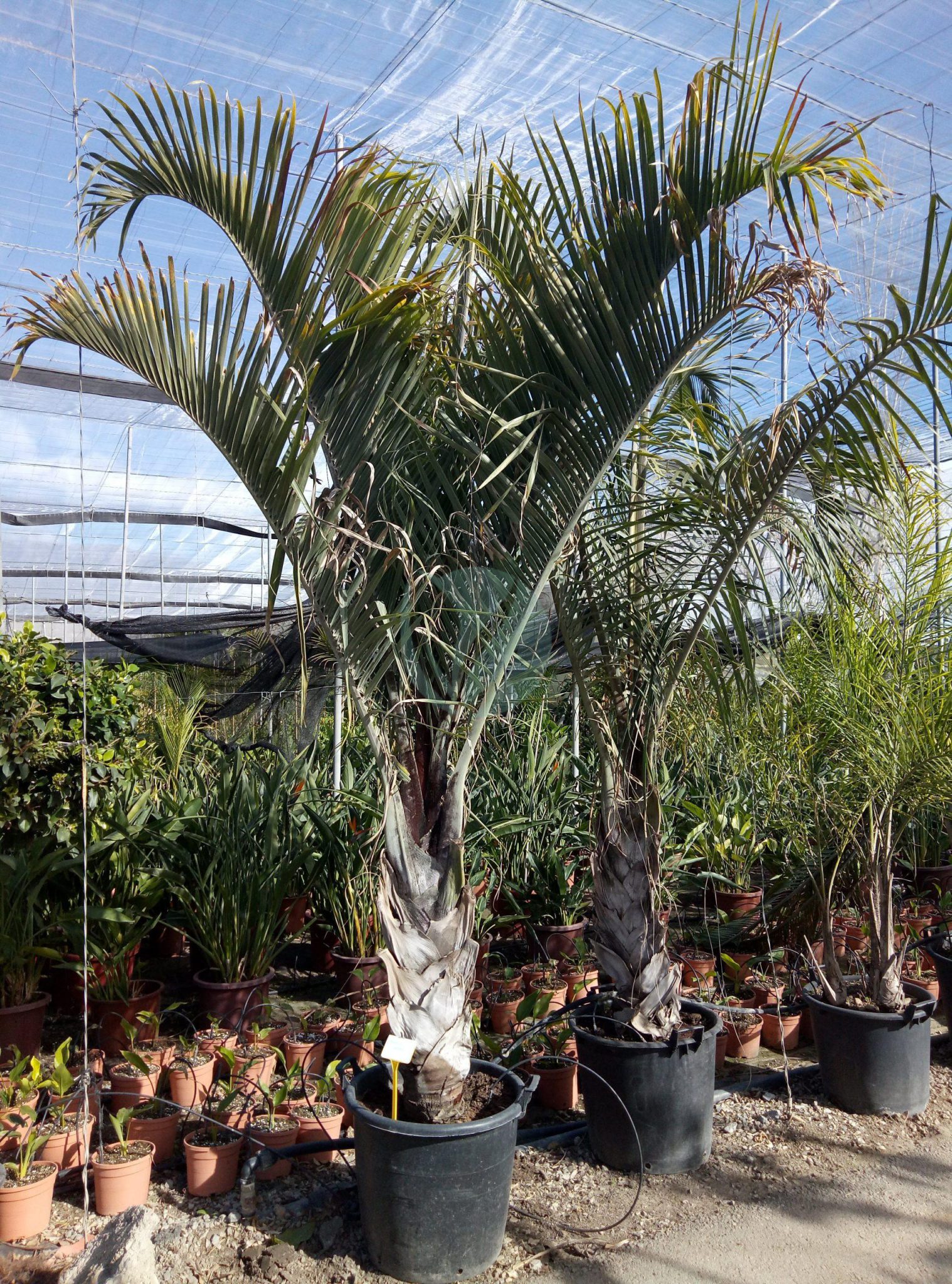 Dypsis decaryi (palmier triangle) - Clorofila