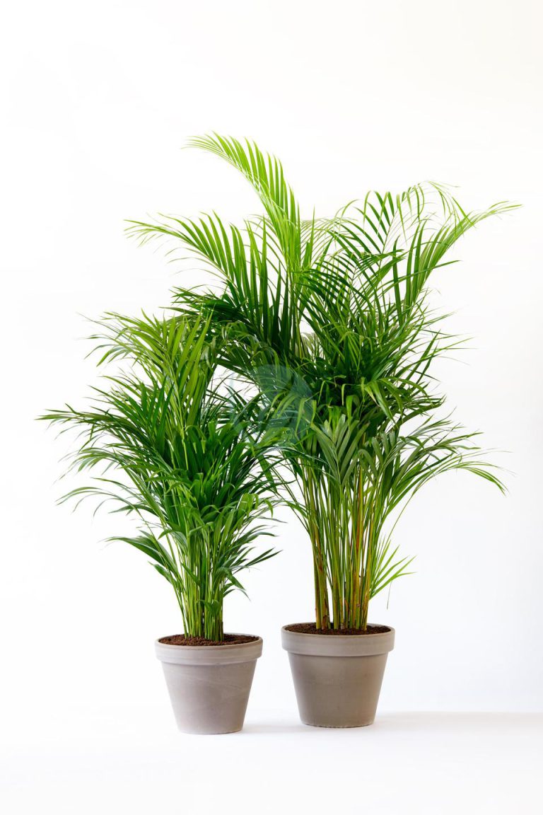 Dypsis lutescens (Areca) - Clorofila
