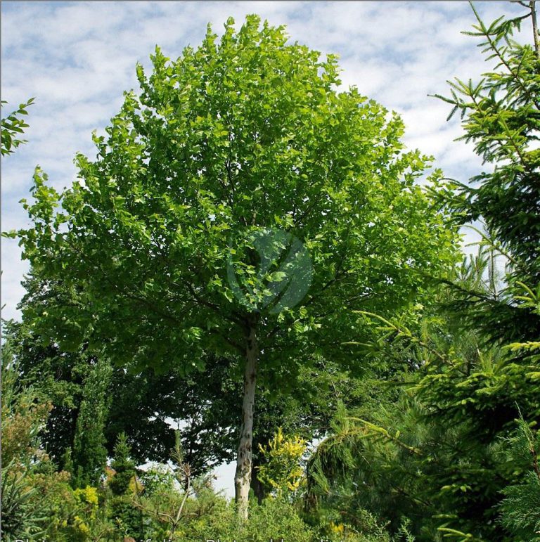 Platanus acerifolia (platane commun) - Clorofila