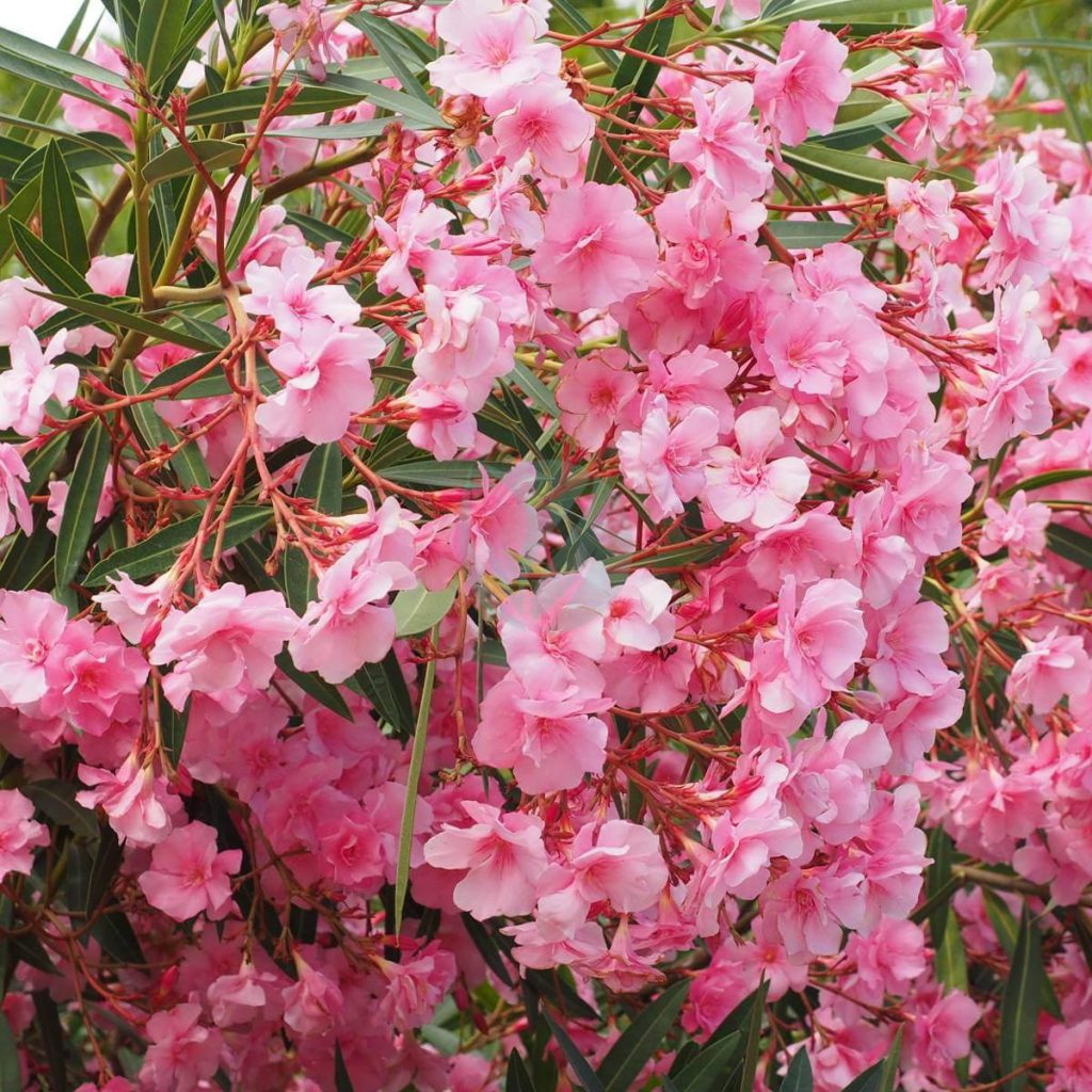 Laurier rose (nerium oleander, DAFLA) - Clorofila