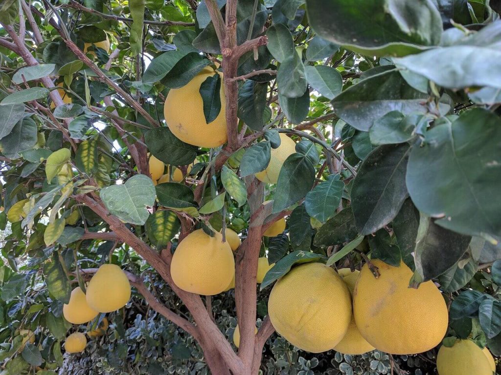 Pamplemoussier jaune (citrus maxima) - Clorofila