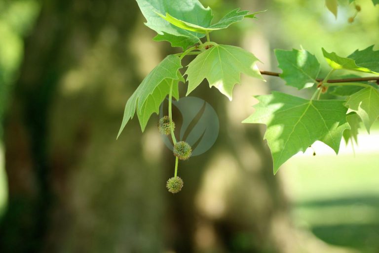 Platanus acerifolia (platane commun) - Clorofila