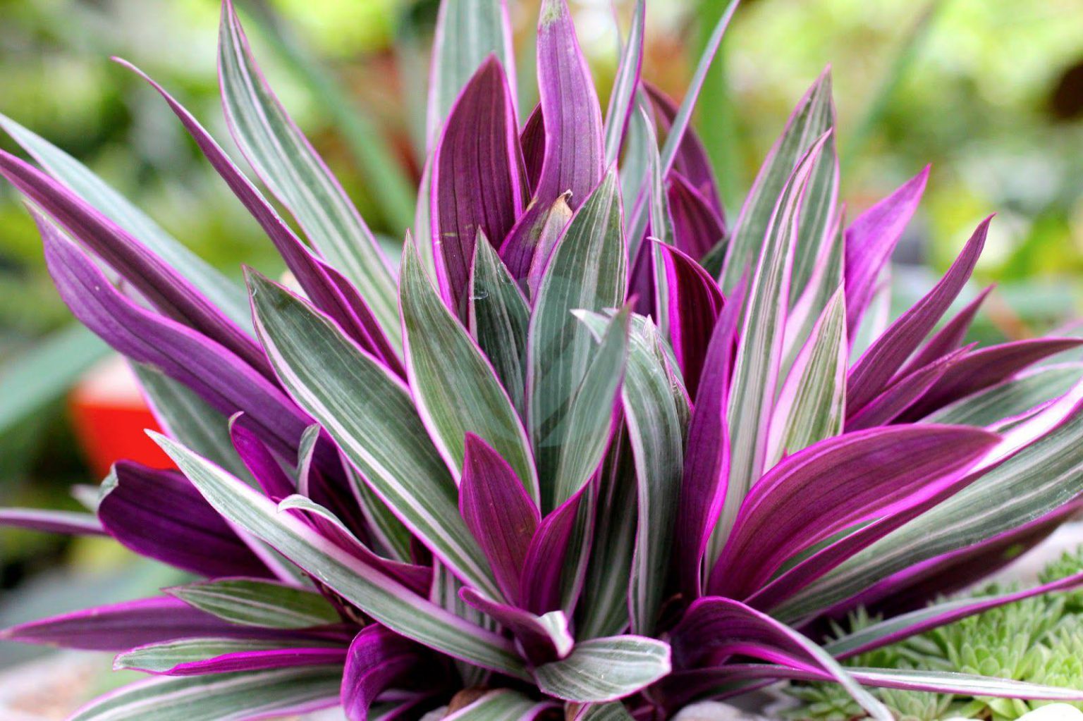 Rhoéo (Rhoeo spathacea, Rhoeo bicolor) - Clorofila
