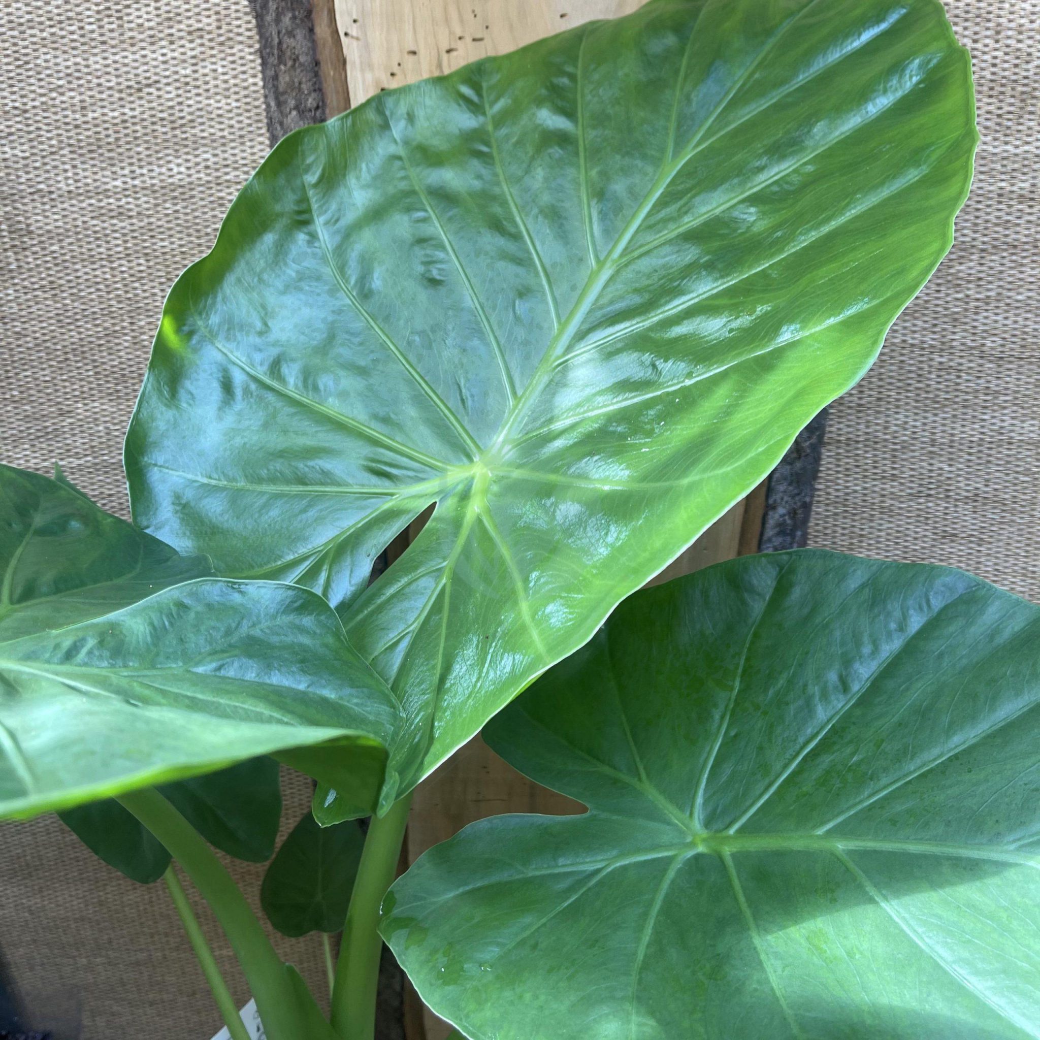 Alocasia calidora - Clorofila