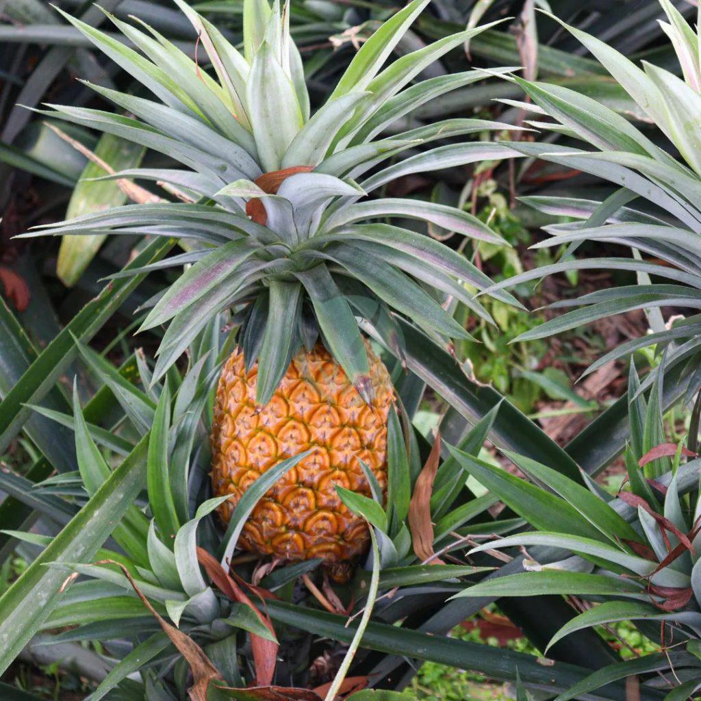 Ananas comosus (Ananas) - Clorofila